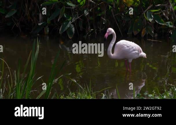 Slow Motion of greater flamingo searching food on water among trees ...