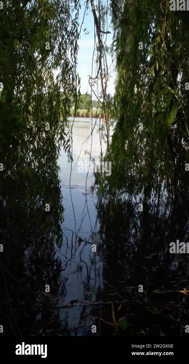 Tunnel willow branches Stock Videos & Footage - HD and 4K Video Clips ...