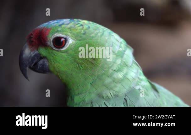 Exotic bird natural habitat Stock Videos & Footage - HD and 4K Video ...