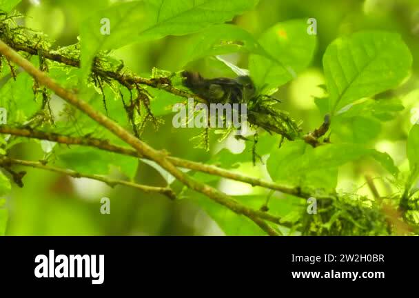 Hummingbird preparing branch and moss for nesting in jungle - HD Stock ...