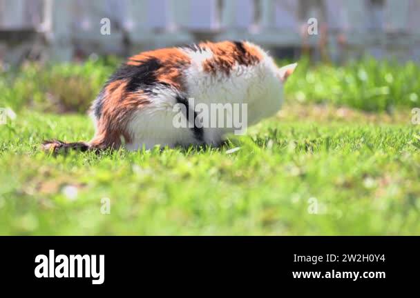 Happy calico cat rolling in Stock Videos & Footage - HD and 4K Video ...