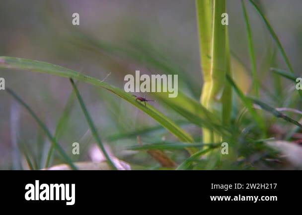 Close up of deer tick crawling on the grass stem in nature. These ...