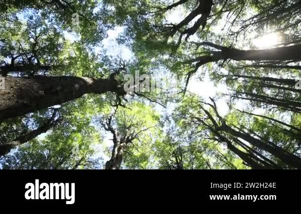 Looking above to tree tops from inside woods, detail of drone flying ...
