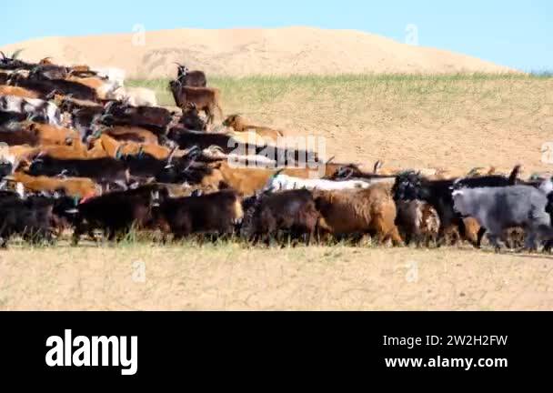 Farming land border sheep Stock Videos & Footage - HD and 4K Video ...