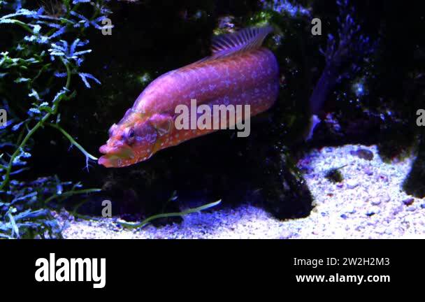 Common ling molva drawing Stock Videos & Footage - HD and 4K Video ...