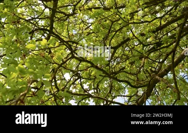 Rotating shot below a chestnat tree with young buds and shoots in ...
