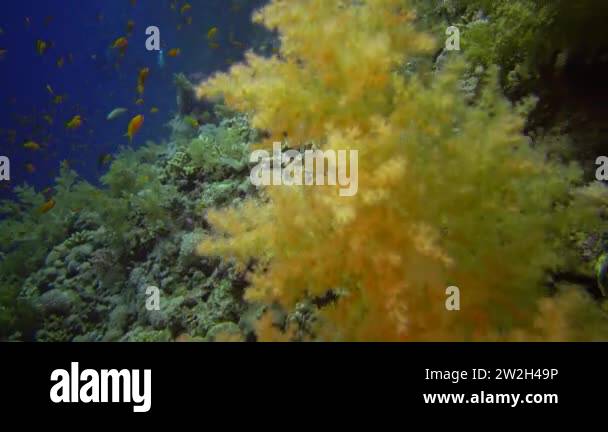 Divers swim near a coral reef along a vertical wall on the Reef ...