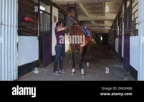 livestock and horse breeding, woman is mounting saddle Stock Video ...