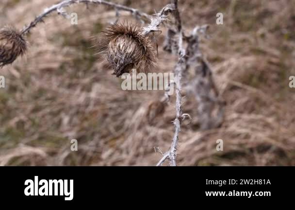 Dead plant stalk Stock Videos & Footage - HD and 4K Video Clips - Alamy