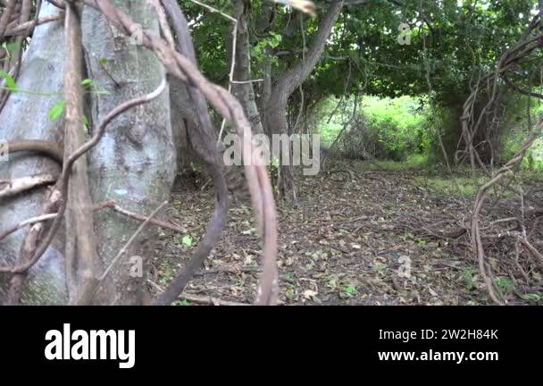 Ivy tree with woody trunk and hanging from trees. Plants wrapped ...