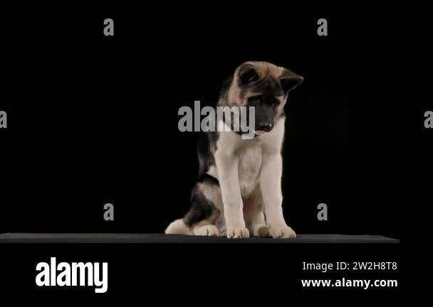 American Akita sits in the studio on a black background in full growth ...