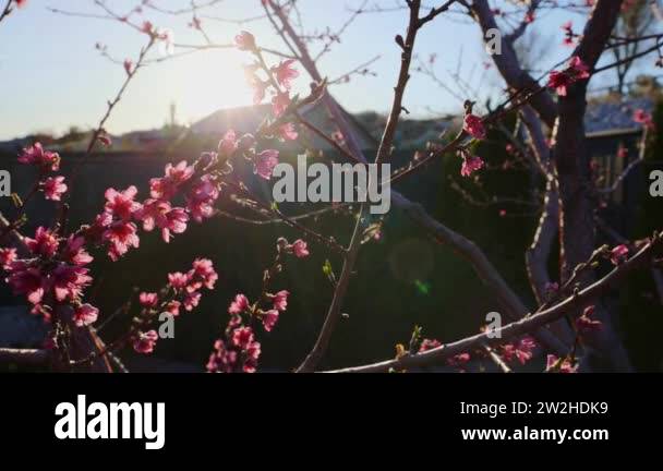 Pink flowers on tree branches, spring blossom, early morning sun rays ...