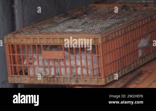 Chickens in cage in poultry farm, close up. Group of Breeding broiler ...