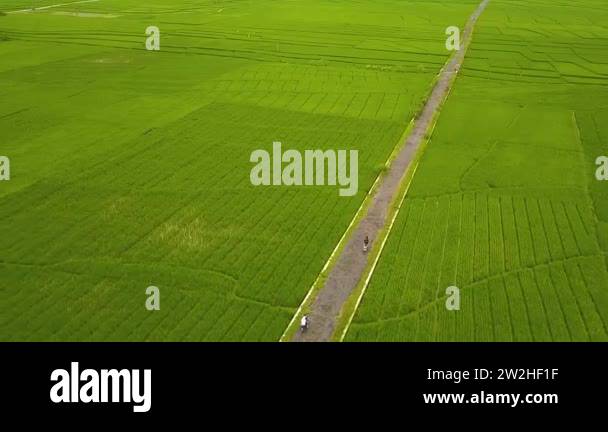 Paddy wallpaper Stock Videos & Footage - HD and 4K Video Clips - Alamy
