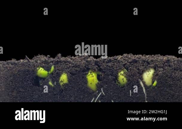 Macro Time lapse video of a bean seeds growing from the ground in soil ...