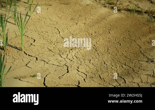 Drought cracked pond wetland, swamp very drying up the soil crust earth ...