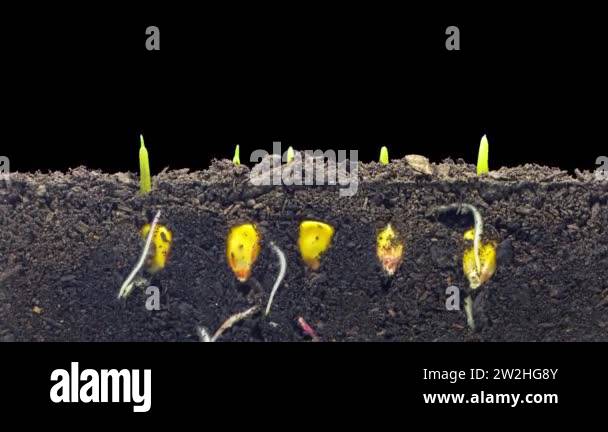 Macro Time lapse video of a bean seeds growing from the ground in soil ...