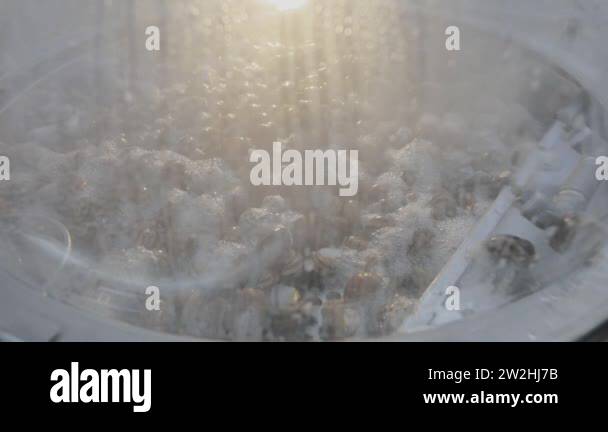 Extraction of mucin from snails. The modern method of snail extraction ...