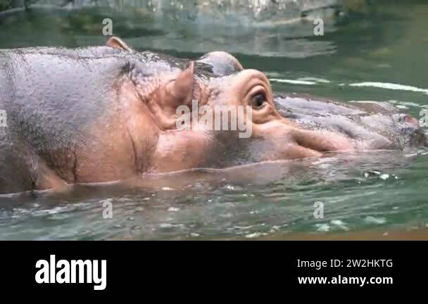 Semi submerged hippopotamus Stock Videos & Footage - HD and 4K Video ...