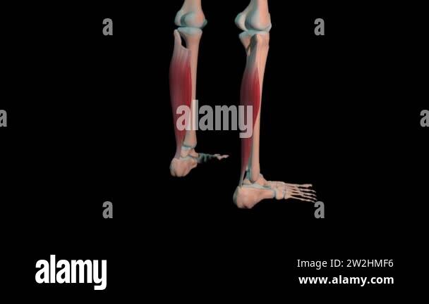 This 3d animation shows the soleus muscles in full rotation loop on ...