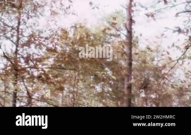 Bird falling Stock Videos & Footage - HD and 4K Video Clips - Alamy