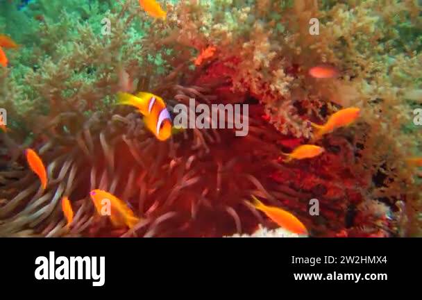 Fish of the Red Sea. Red Sea Anemonefish (Amphiprion bicinctus). A ...