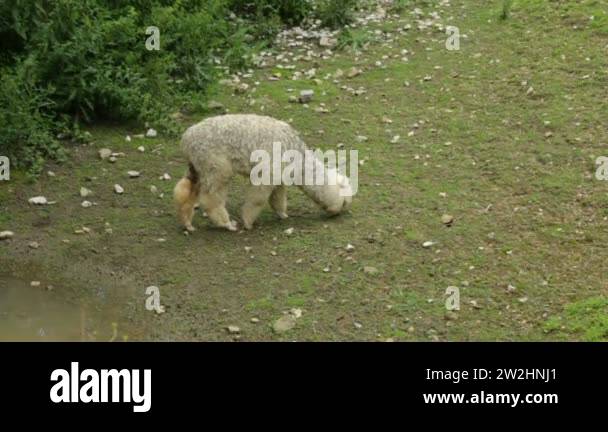 Single alpaca in zoo Stock Video Footage - Alamy