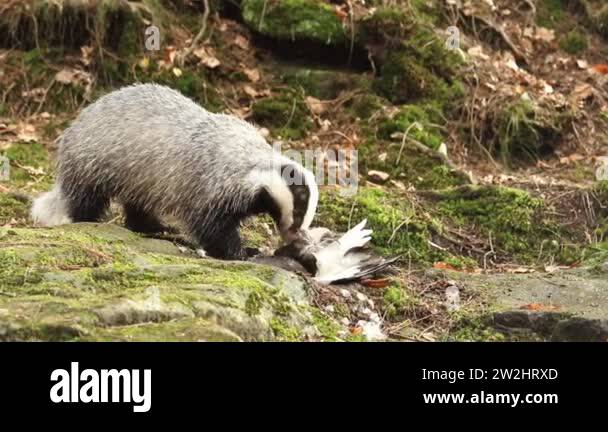 European badger Stock Videos & Footage - HD and 4K Video Clips - Alamy