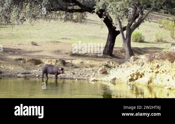 Slow Motion of Black Iberian pigs drinking water in lake of Extremadura ...
