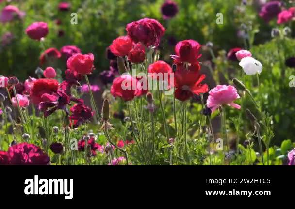 Beautiful purple ranunculus flower Stock Videos & Footage - HD and 4K ...