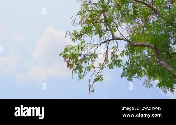 The big tree of Horse radish tree or Moringa oleifera Lam, Drumstick is ...