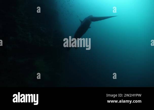 Moonfish Sunfish Mola mola fish in underwater marine life of Pacific ...