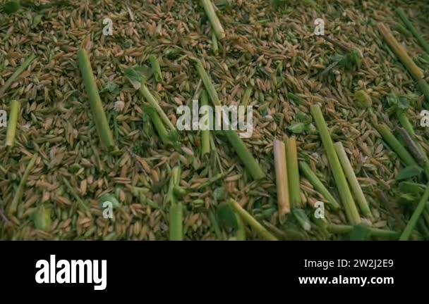 Worms on rice plant Stock Videos & Footage - HD and 4K Video Clips - Alamy