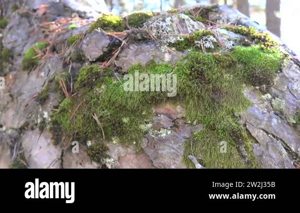 Layers of tree trunk Stock Videos & Footage - HD and 4K Video Clips - Alamy