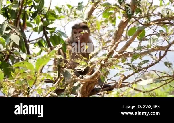 An old male monkey is sitting on a tree branch. Old monkey in the ...