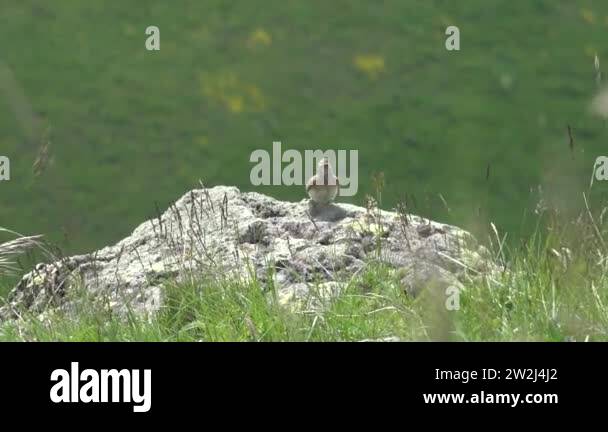 Small, brown bird which has a short tail with light brown outer ... Small, brown bird which has a short tail with light brown outer ...