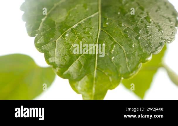 Sunbeam breaks through the leaves. A drop of rain flows down the plant ...