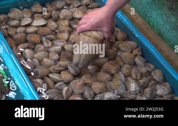 Slow Motion asian woman put a Pacific geoduck in containers. Edible ...