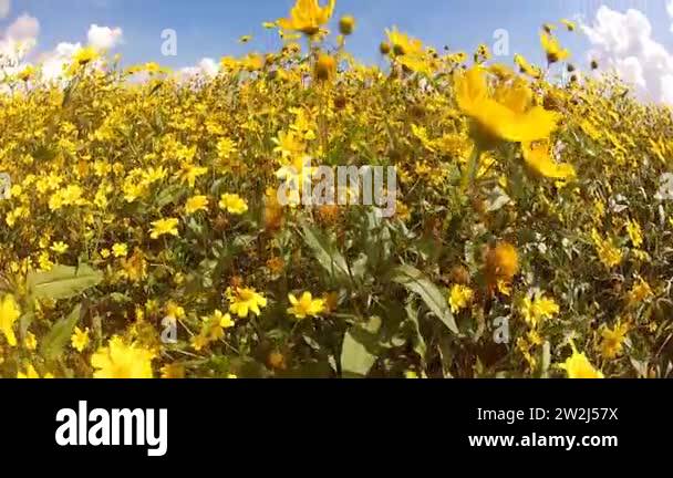 Myanmar flowers Stock Videos & Footage - HD and 4K Video Clips - Alamy