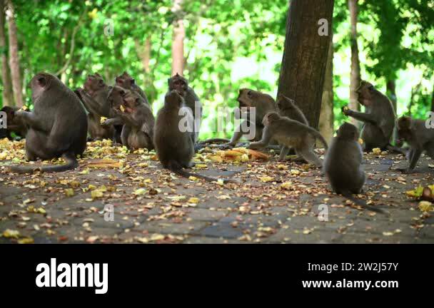 Mother long tailed monkey Stock Videos & Footage - HD and 4K Video ...