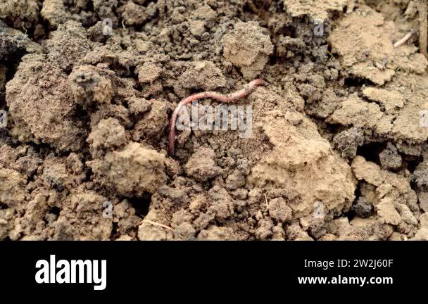 Earthworm garden worm soil Stock Videos & Footage - HD and 4K Video ...