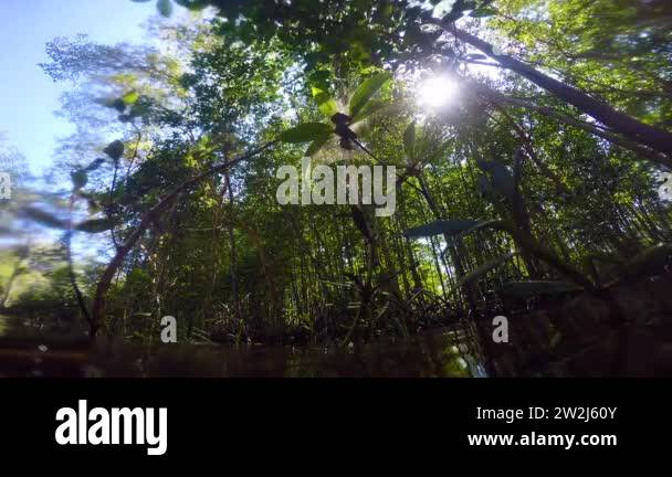 Mangrove spider Stock Videos & Footage - HD and 4K Video Clips - Alamy