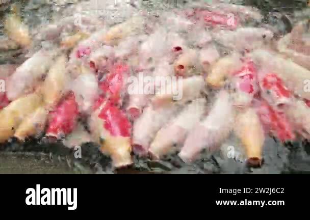 People feeding many Koi carp in the pond, crowd the fish swam to the ...