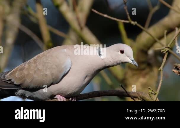 Ring neck dove Stock Videos & Footage - HD and 4K Video Clips - Alamy