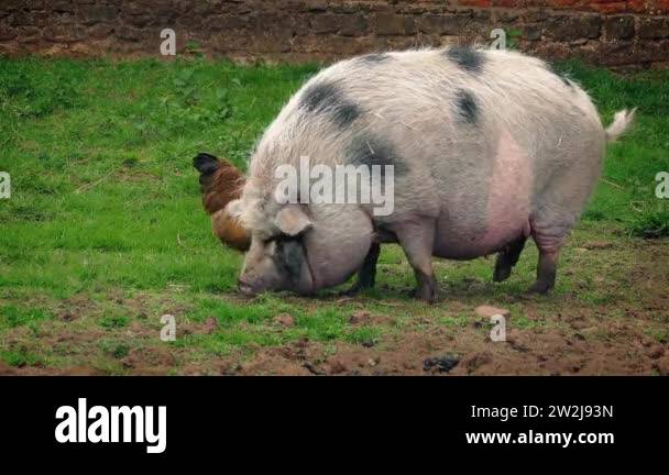 Chicken and pig Stock Videos & Footage - HD and 4K Video Clips - Alamy