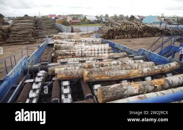 Automated log sorting line. Wheel loader and automatic sorting logs diameter at the sawmill ...