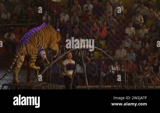 CHONBURI, THAILAND, MARCH 1, 2018: bengal tiger walking on steel bar in ...