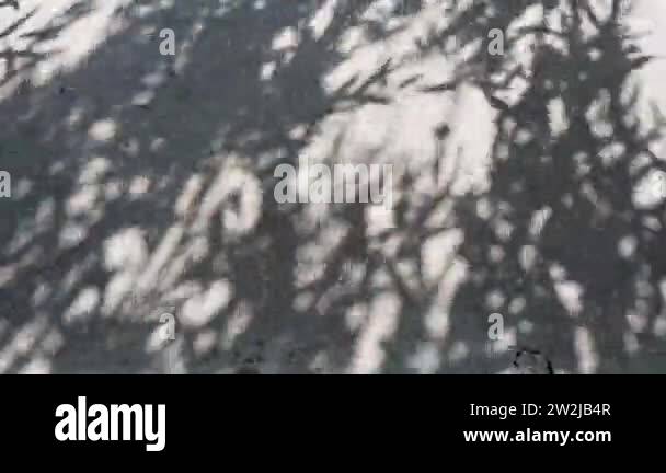 Background shadows tree branches Stock Videos & Footage - HD and 4K ...