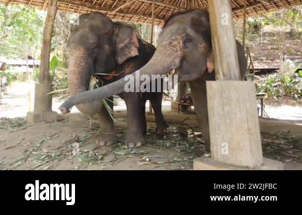 Elephants stand in a enclosure at an elephant farm in Thailand, Phuket ...