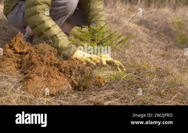 Woman planting young tree Stock Videos & Footage - HD and 4K Video ...
